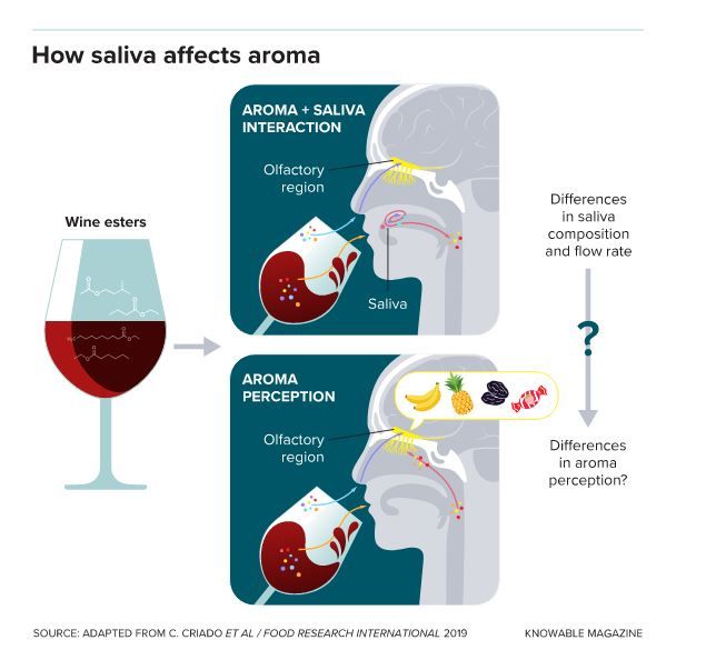 Comment la salive change la saveur des aliments | Atlantico.fr