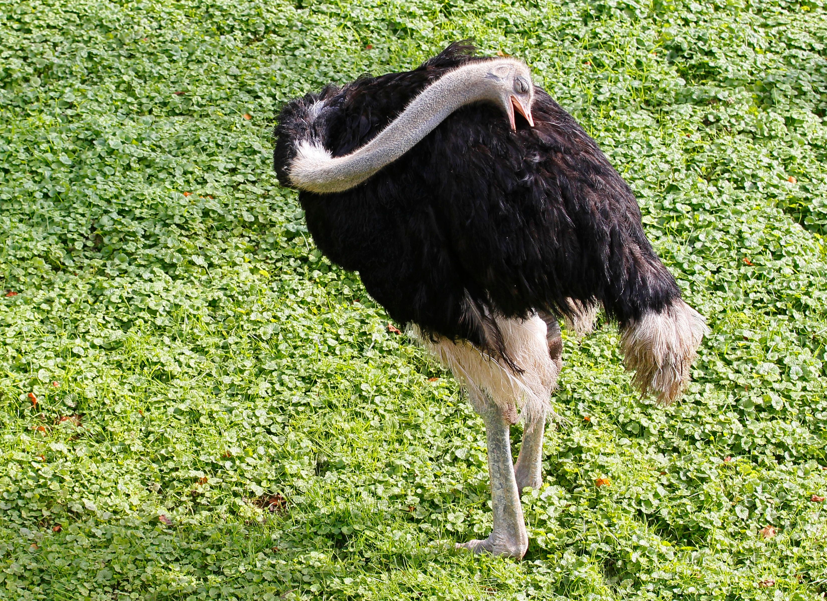 L'ancêtre de l'autruche était capable de voler | Atlantico.fr