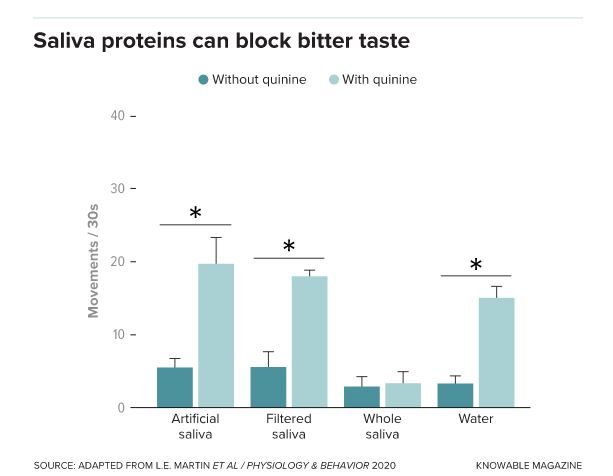 Comment la salive change la saveur des aliments | Atlantico.fr