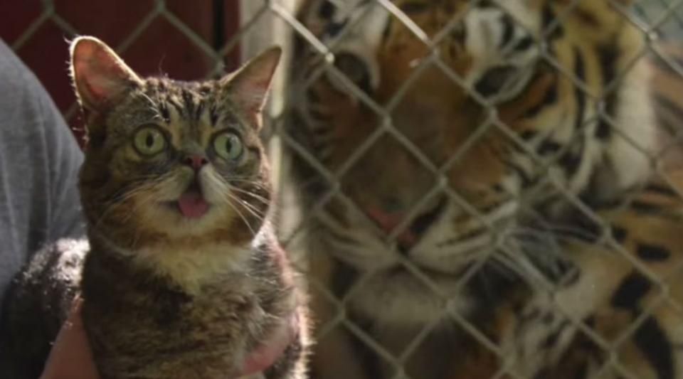 Pour Tiger Day, les chats soutiennent les tigres | Atlantico.fr