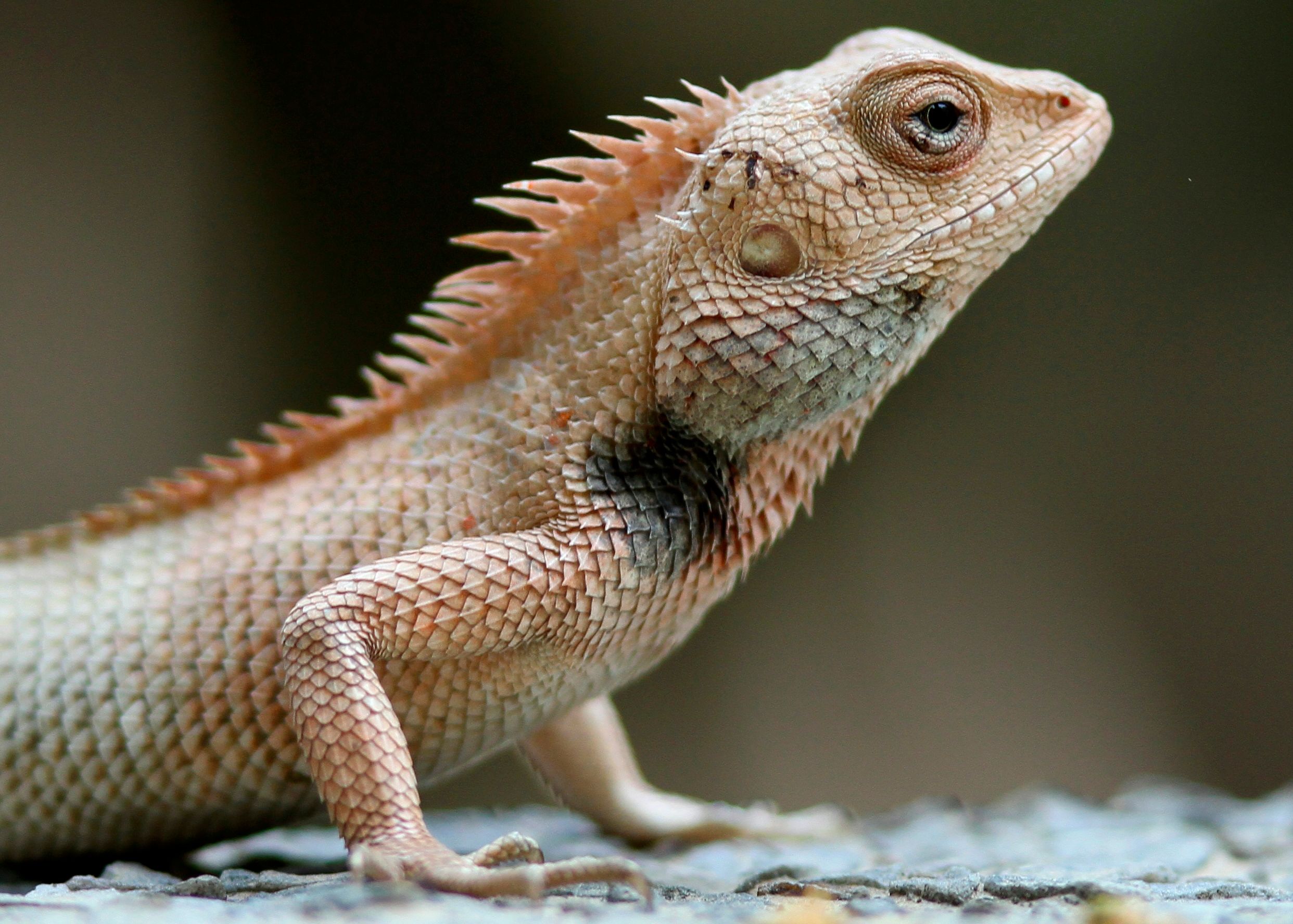Guyane : un iguane provoque un blackout général | Atlantico.fr