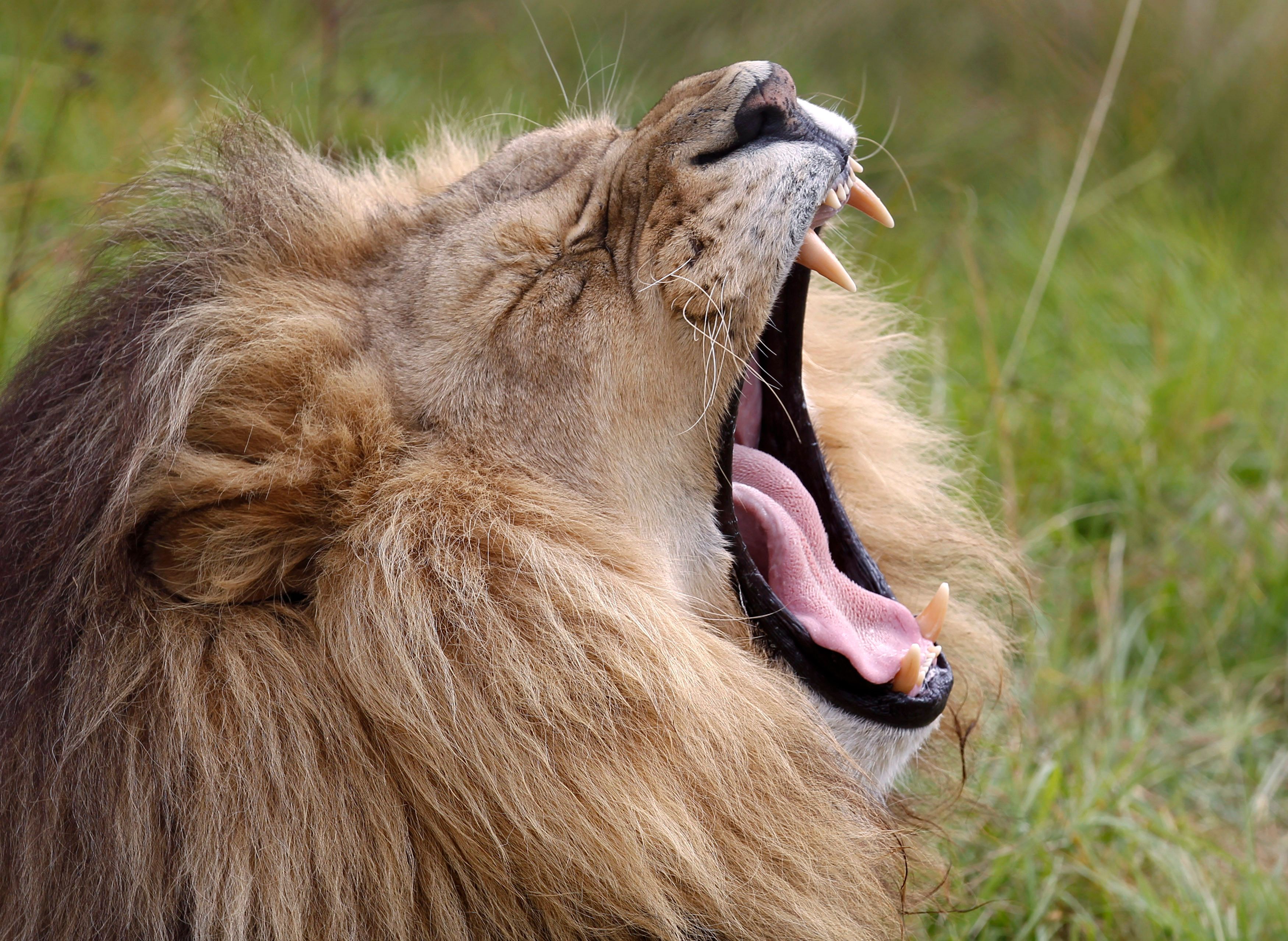 Chine : un zoo fait passer un chien pour un lion | Atlantico.fr