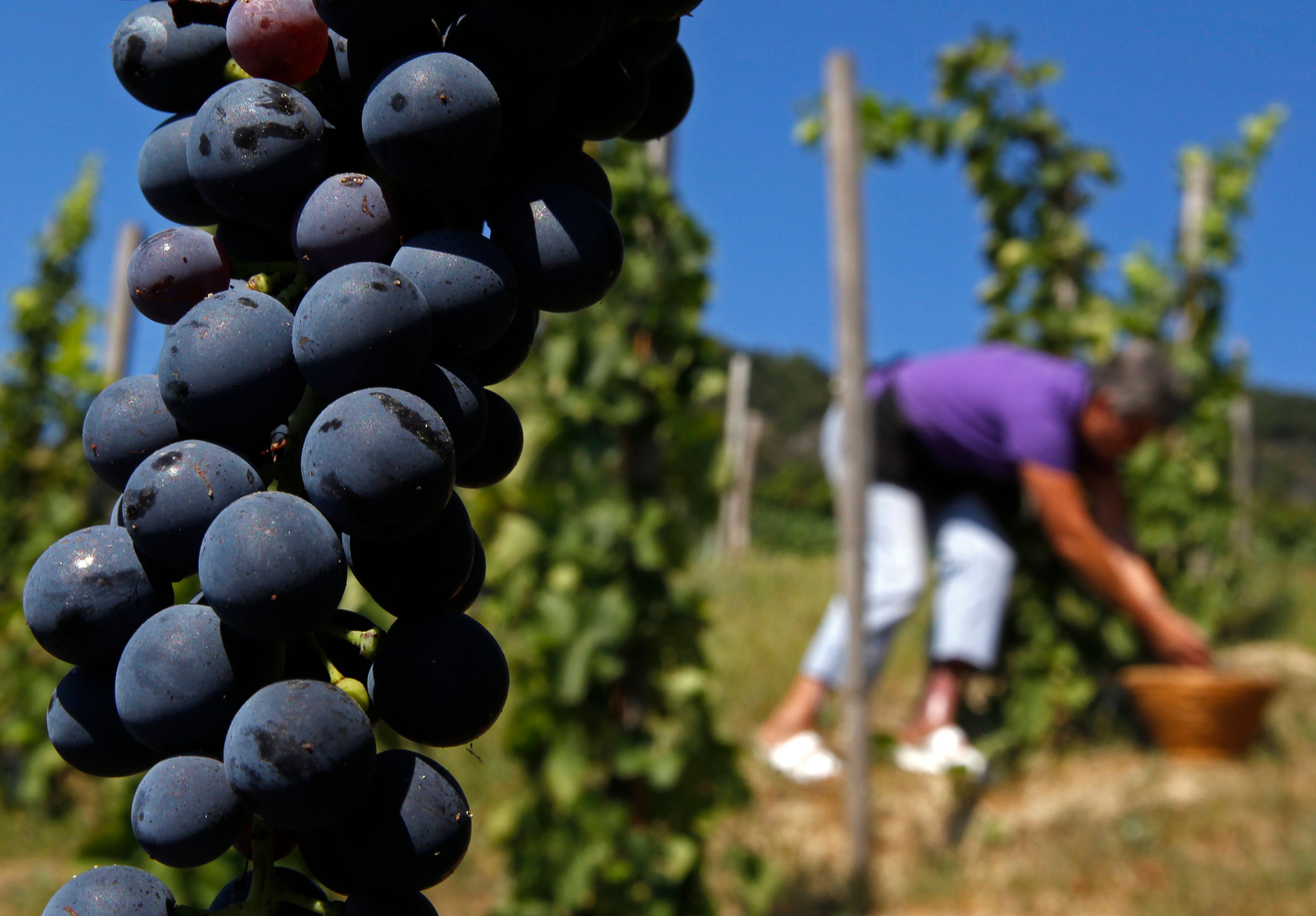 Pourquoi 8 des 10 vins les plus chers du monde viennent de Bourgogne ...